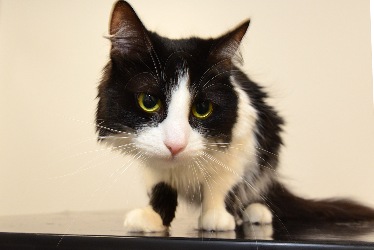 Kastrering katt | Evidensia Dyrehelse